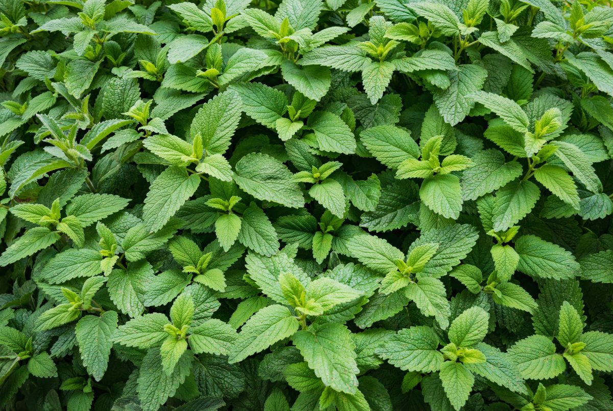 5 Best Mint Seeds For Indoor Vegetable Garden | Storables