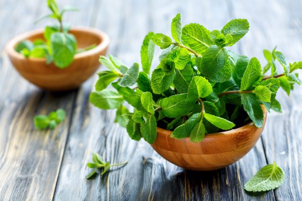 5 Best Mint Seeds For Indoor Vegetable Garden | Storables