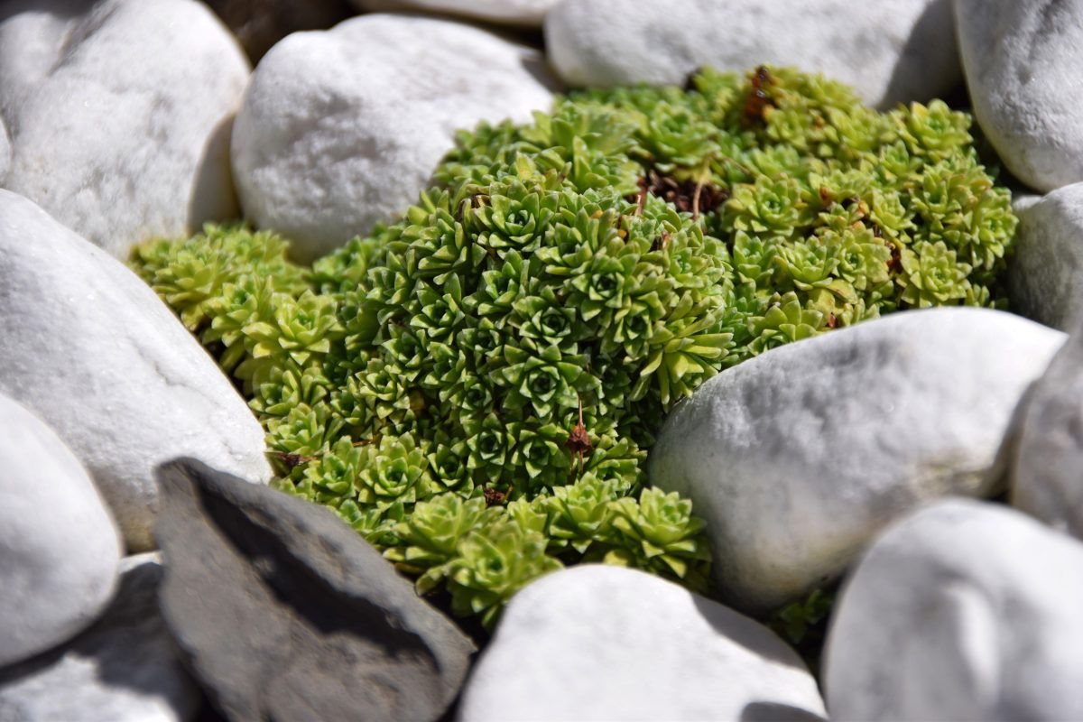 40 Prachtige Rotstuin Ideeën in 2020 | ISNCA