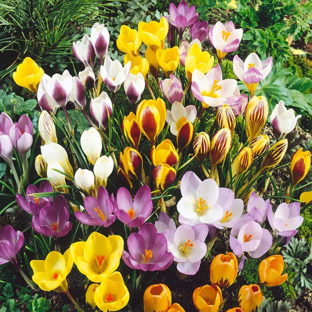 10 Spring Flowers For A Fresh & Lively Feel | Storables