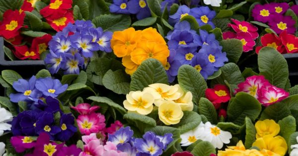 10 Spring Flowers For A Fresh & Lively Feel | Storables