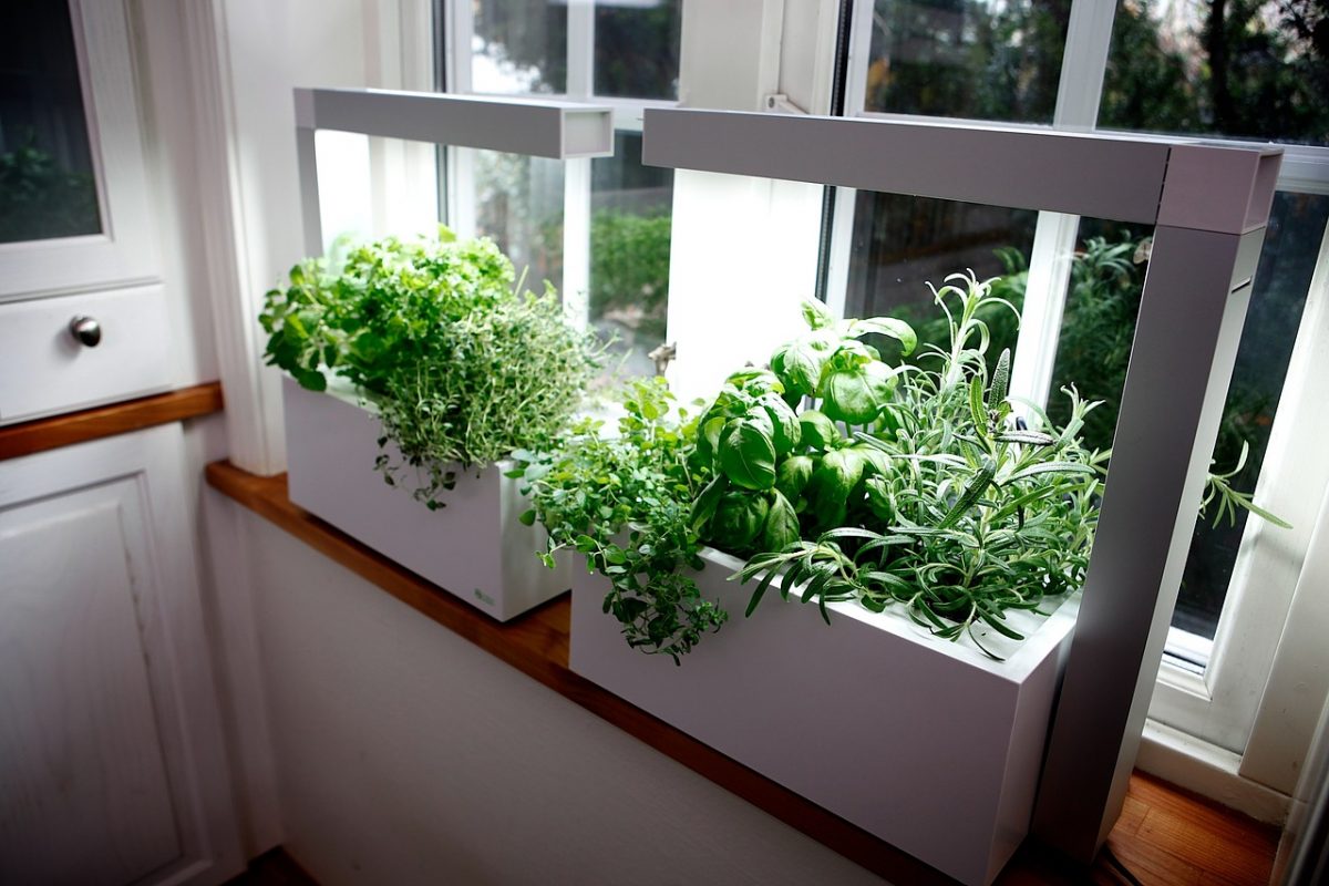 10 Ways To Grow Your Very Own Indoor Garden | Storables