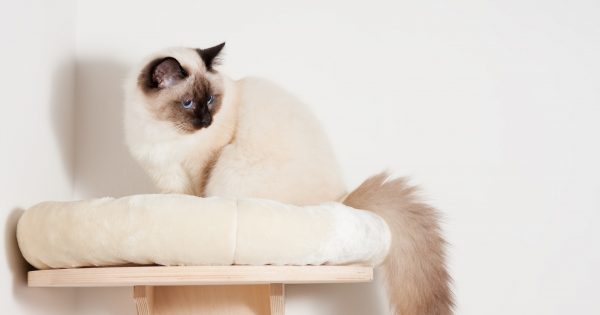 20 Best Cat Shelves For Your Feline Friend | Storables
