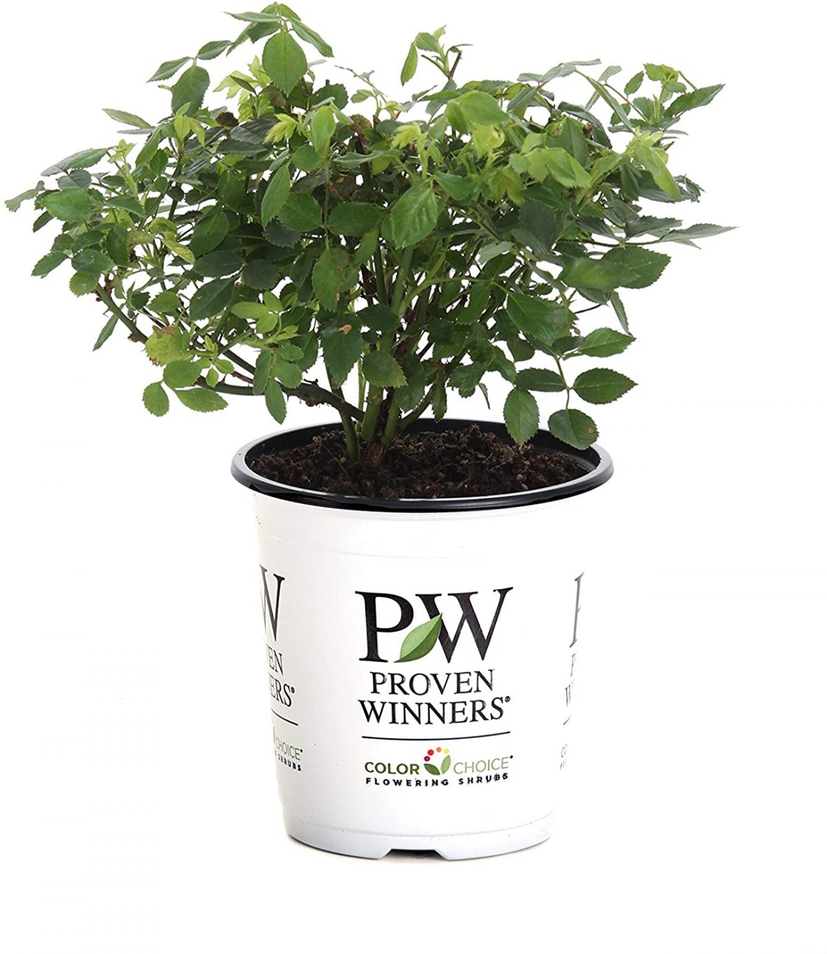 20 Fragrant Roses To Create A Natural Perfume Garden | Storables