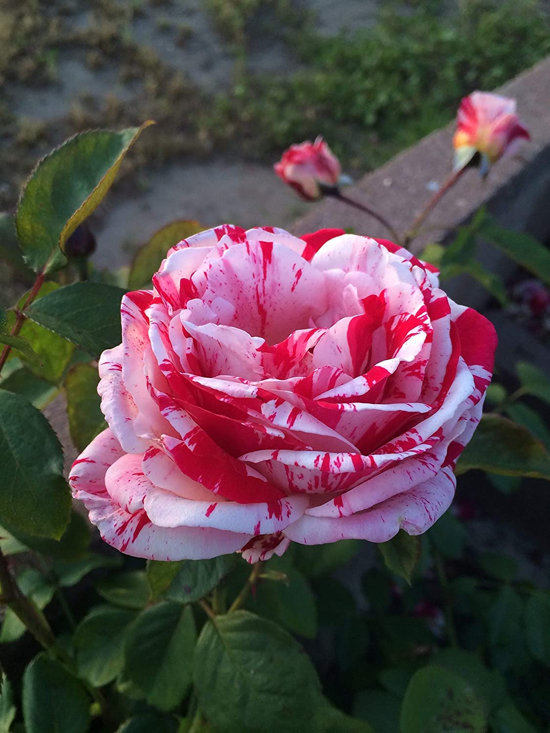 50 Best Exotic Garden Roses You Should Know Of | Storables