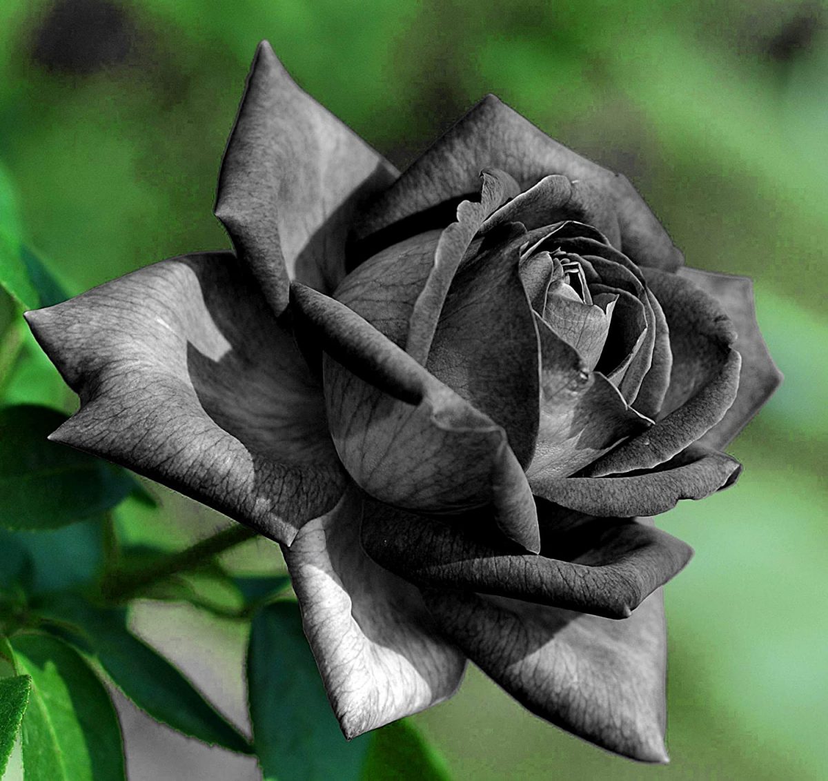 50 Best Exotic Garden Roses You Should Know Of | Storables