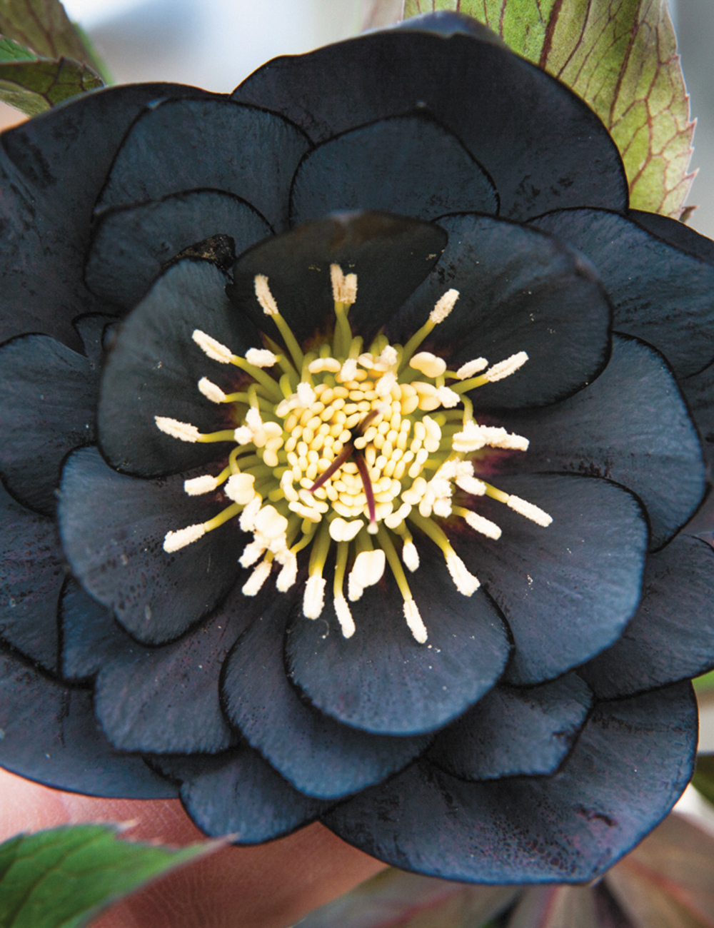 10 Most Hardy Winter Rose To Grow in Your Garden | Storables