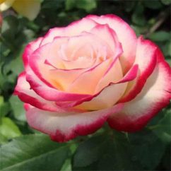 50 Best Exotic Garden Roses You Should Know Of | Storables