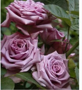 50 Best Exotic Garden Roses You Should Know Of | Storables