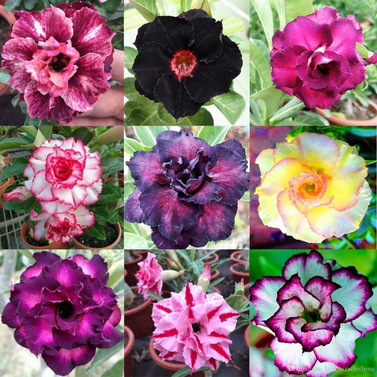50 Best Exotic Garden Roses You Should Know Of | Storables