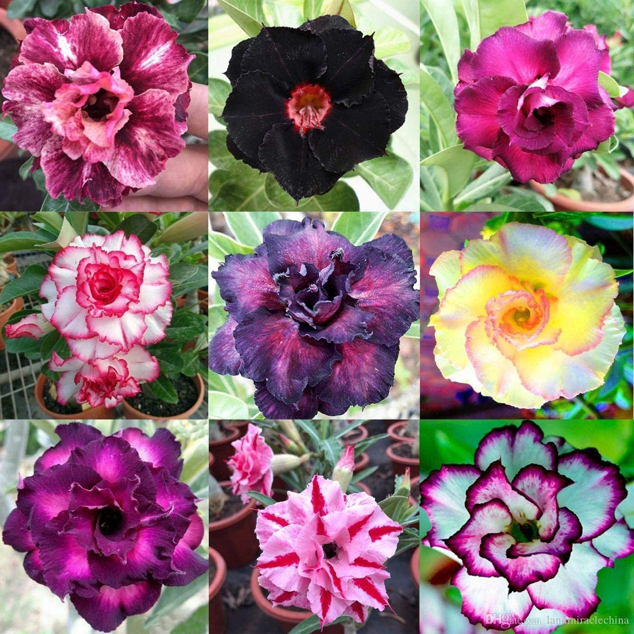 50 Best Exotic Garden Roses You Should Know Of | Storables