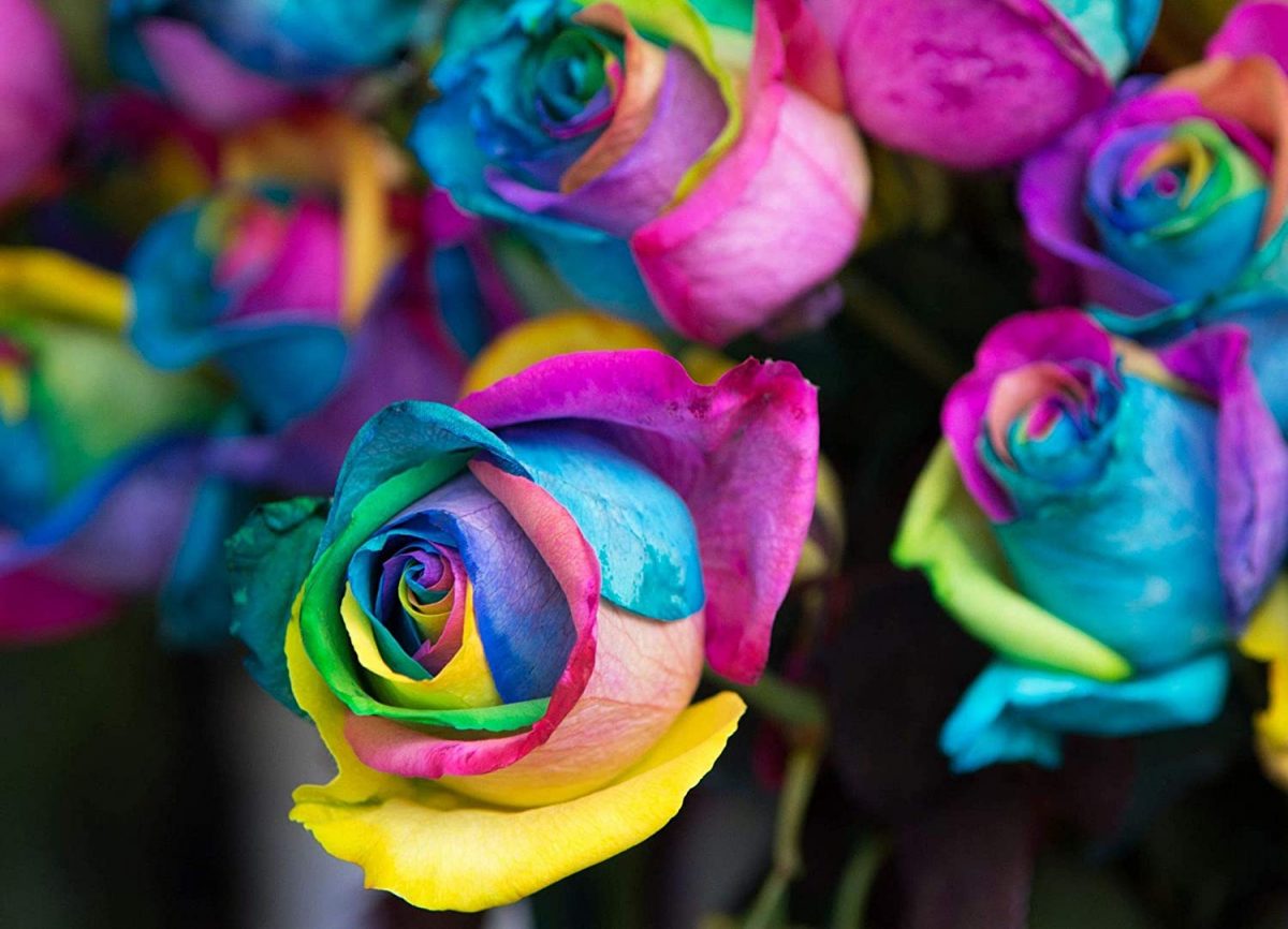 50 Best Exotic Garden Roses You Should Know Of | Storables