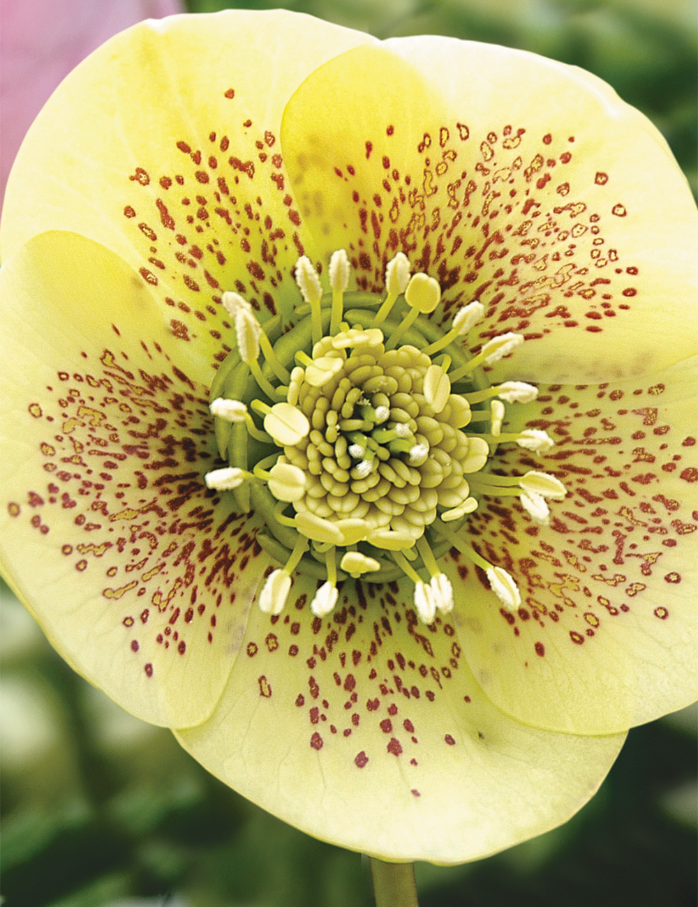 10 Most Hardy Winter Rose To Grow in Your Garden | Storables