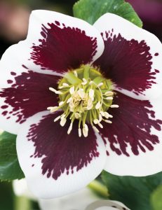 10 Most Hardy Winter Rose To Grow in Your Garden | Storables