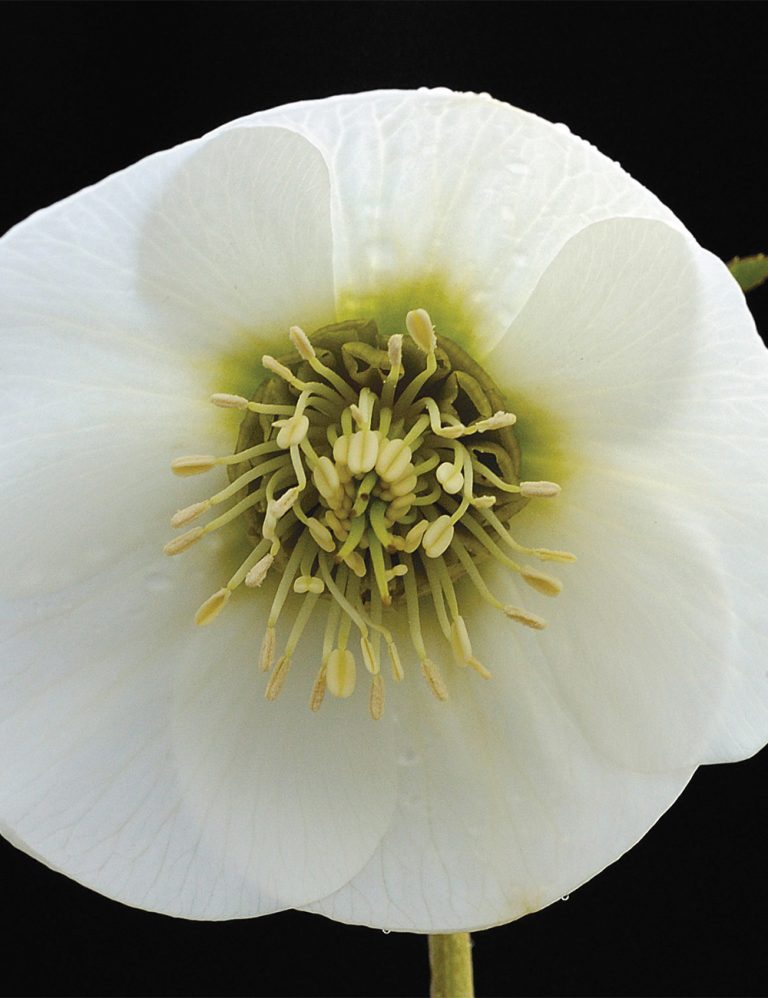 10 Most Hardy Winter Rose To Grow in Your Garden | Storables