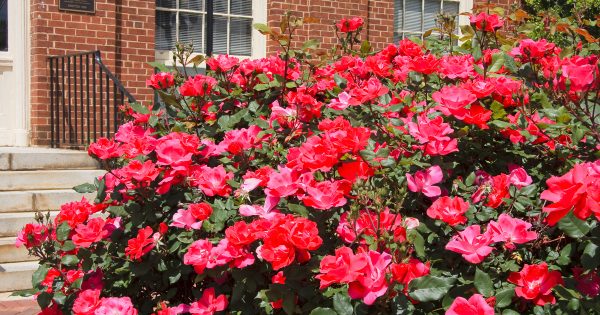 20 Best Knockout Roses To Make Your Garden Outstanding | Storables