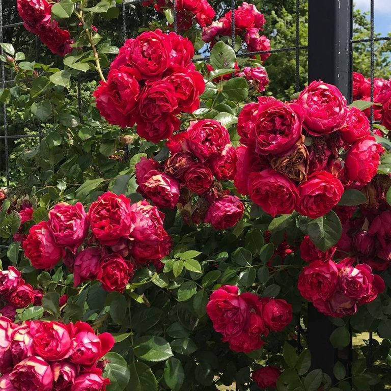 10 Climbing Roses For The Perfect Greek Garden | Storables