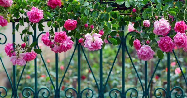 10 Climbing Roses For The Perfect Greek Garden | Storables