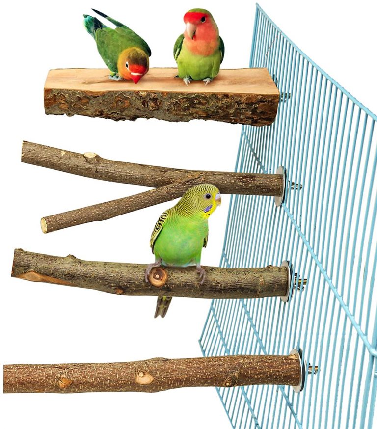 12 Best Bird Perch for Your Feathered Friends | Storables.com