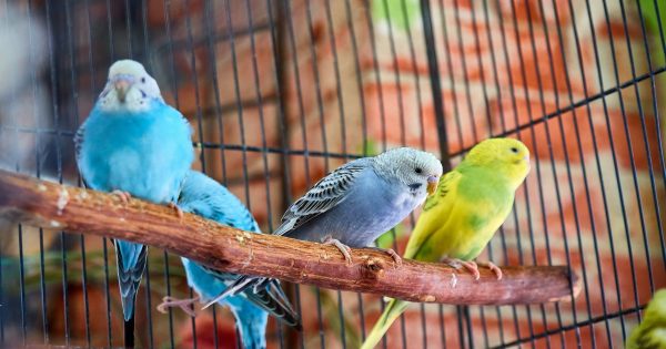 12 Best Bird Perch for Your Feathered Friends | Storables.com