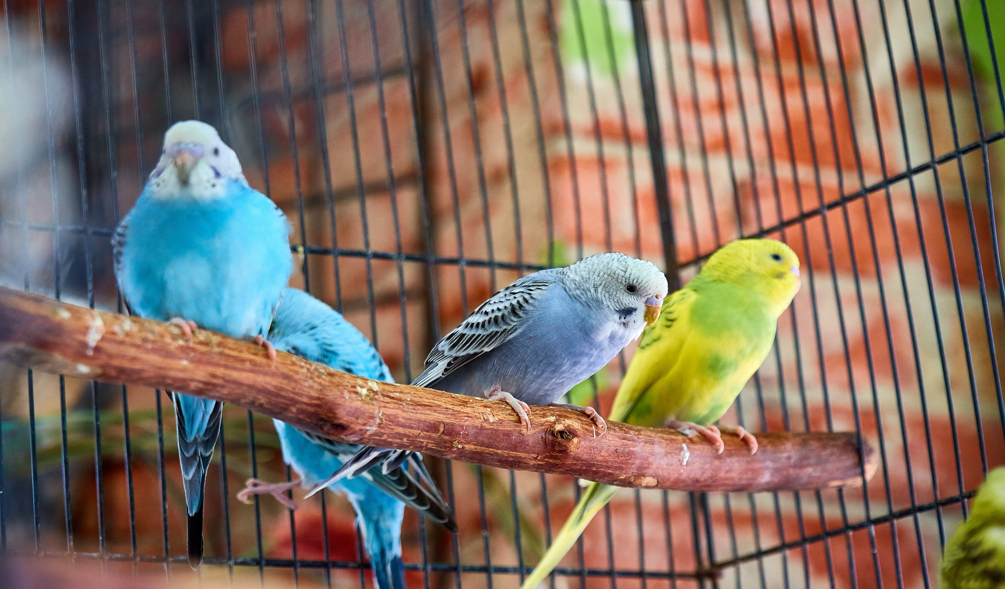 12 Best Bird Perch for Your Feathered Friends | Storables.com