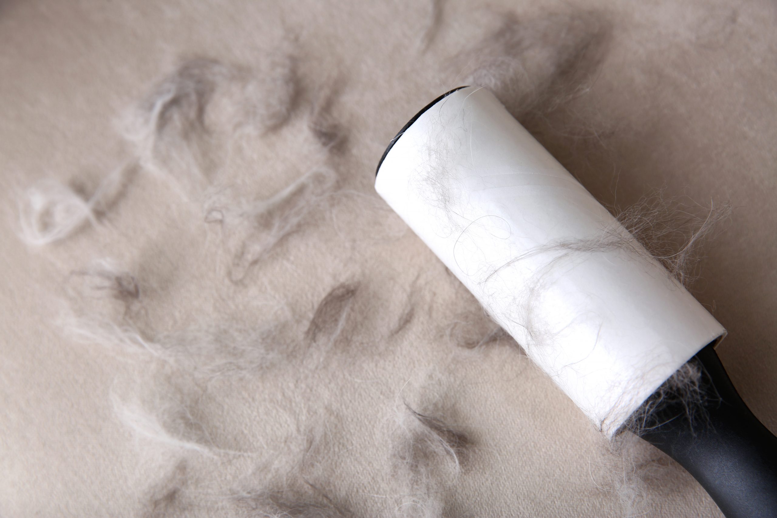 Best Lint Removers for Your Clothes | Storables