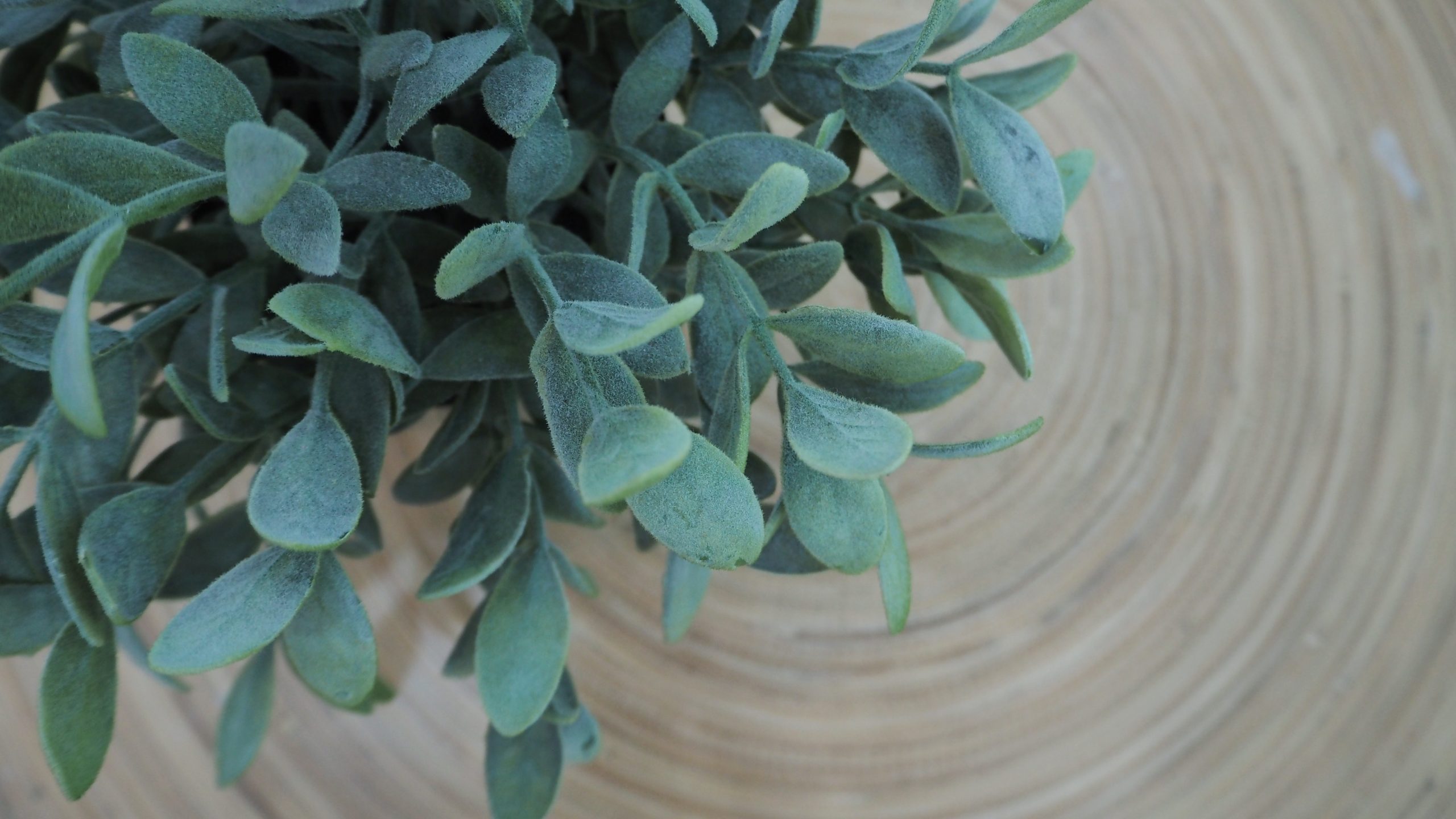 10 Lifelike Faux Plants to Brighten Up Your Desk | Storables