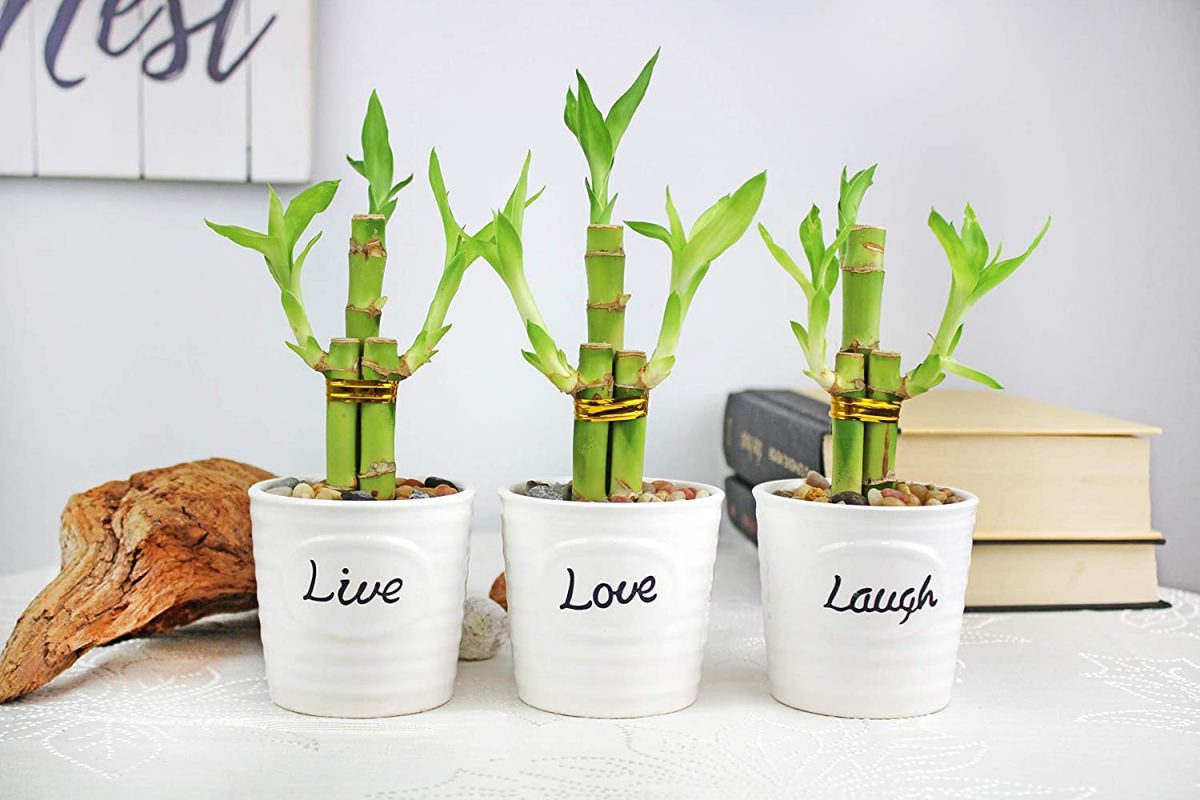 How To Grow Bamboo At Home For Beginners | Storables