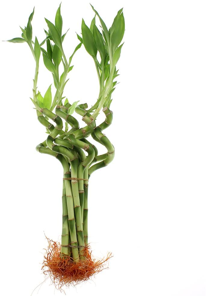 How To Grow Bamboo At Home For Beginners | Storables
