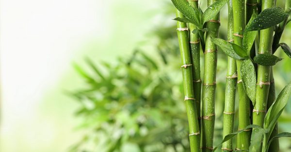How To Grow Bamboo At Home For Beginners | Storables