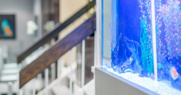 Best Wall Mounted Fish Tank to Beautify Your Home | Storables