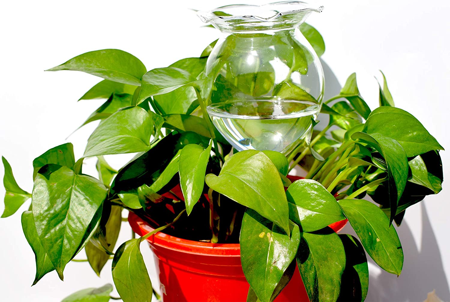 10 Best Plant Waterer Picks For A Healthier Garden | Storables