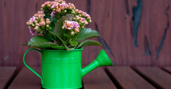 10 Best Plant Waterer Picks For A Healthier Garden | Storables