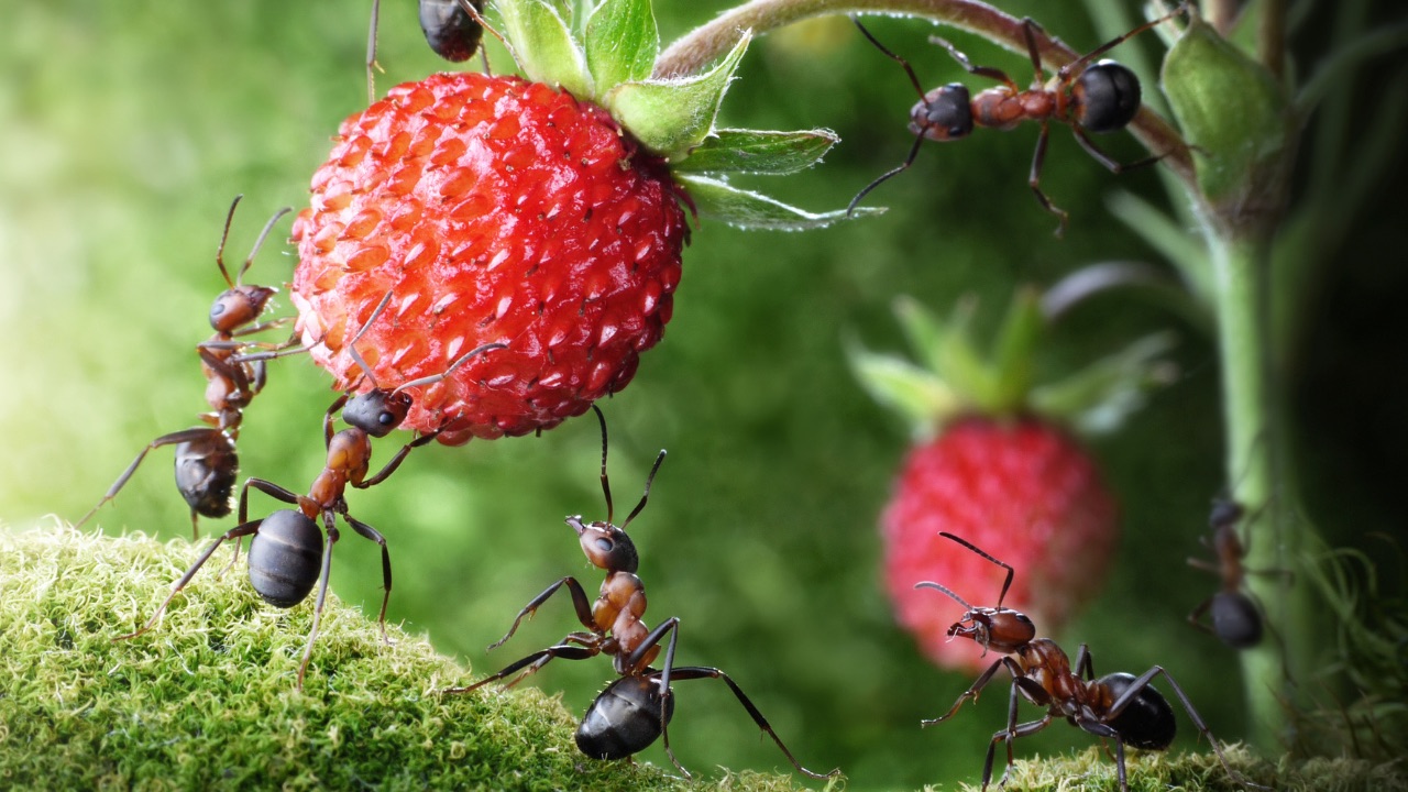 How To Get Rid Of Ants In Pantry | Storables