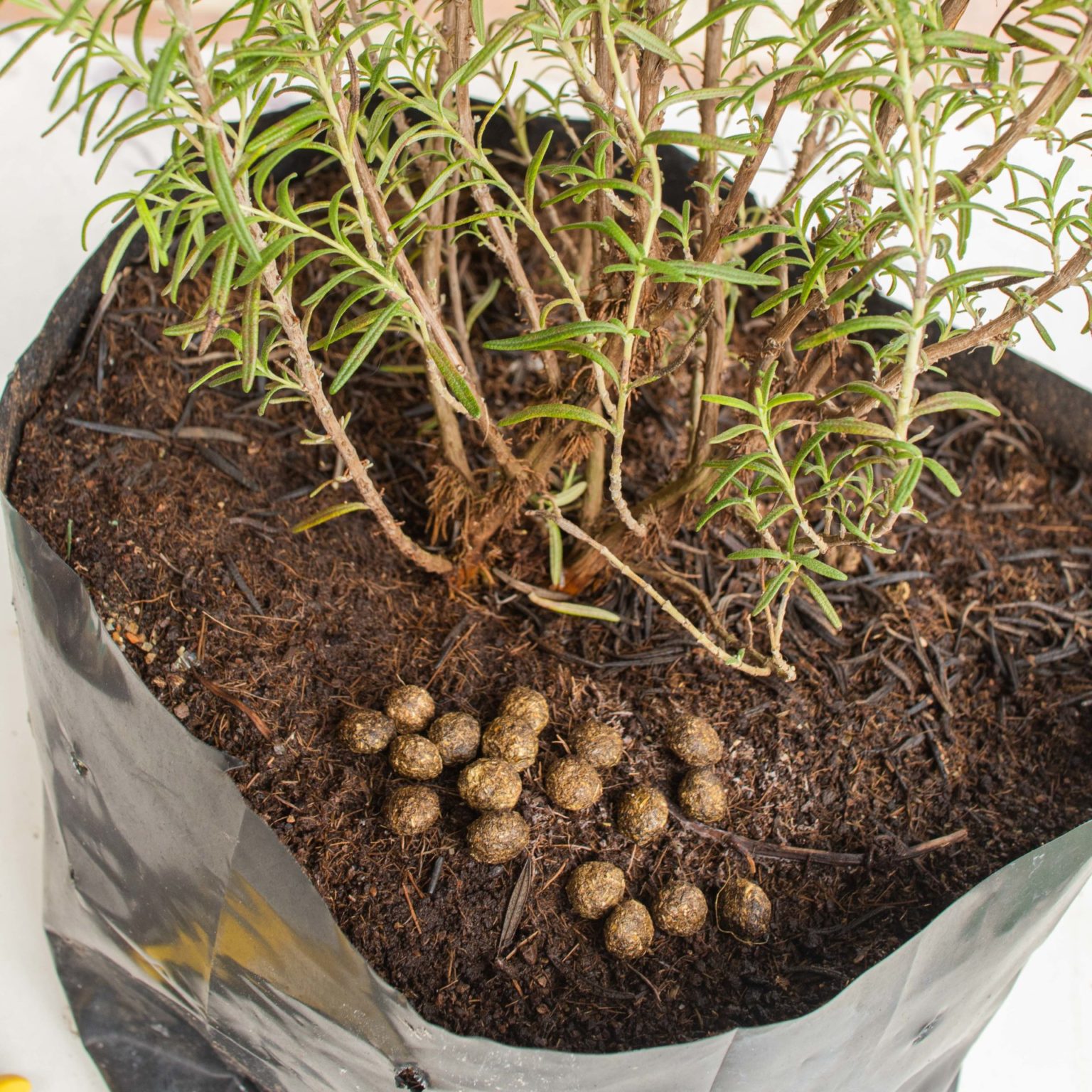 How To Store Rabbit Poop For Fertilizer Storables How To Store Rabbit Poop For Fertilizer Storables