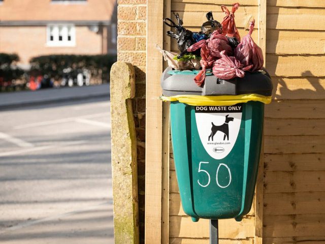 Can You Put Dog Poop In Green Waste Bin