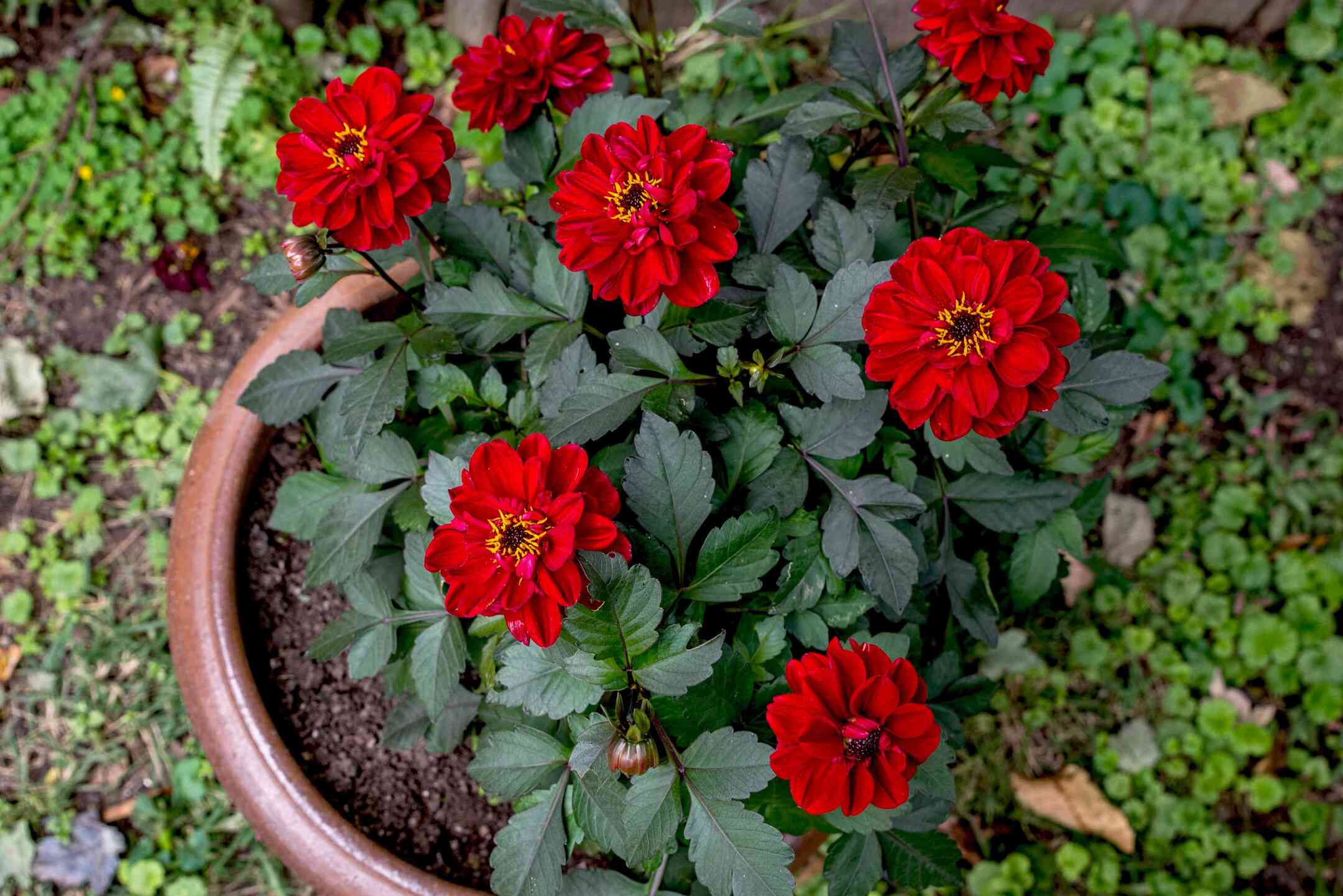 How Long Does It Take For Dahlias To Bloom From Seed Storables How Long Does It Take For Dahlias To Bloom From Seed Storables