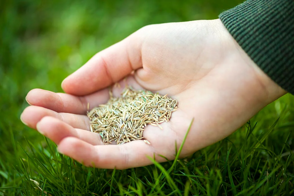 How To Tell If Seeds Are Good Storables How To Tell If Seeds Are Good Storables