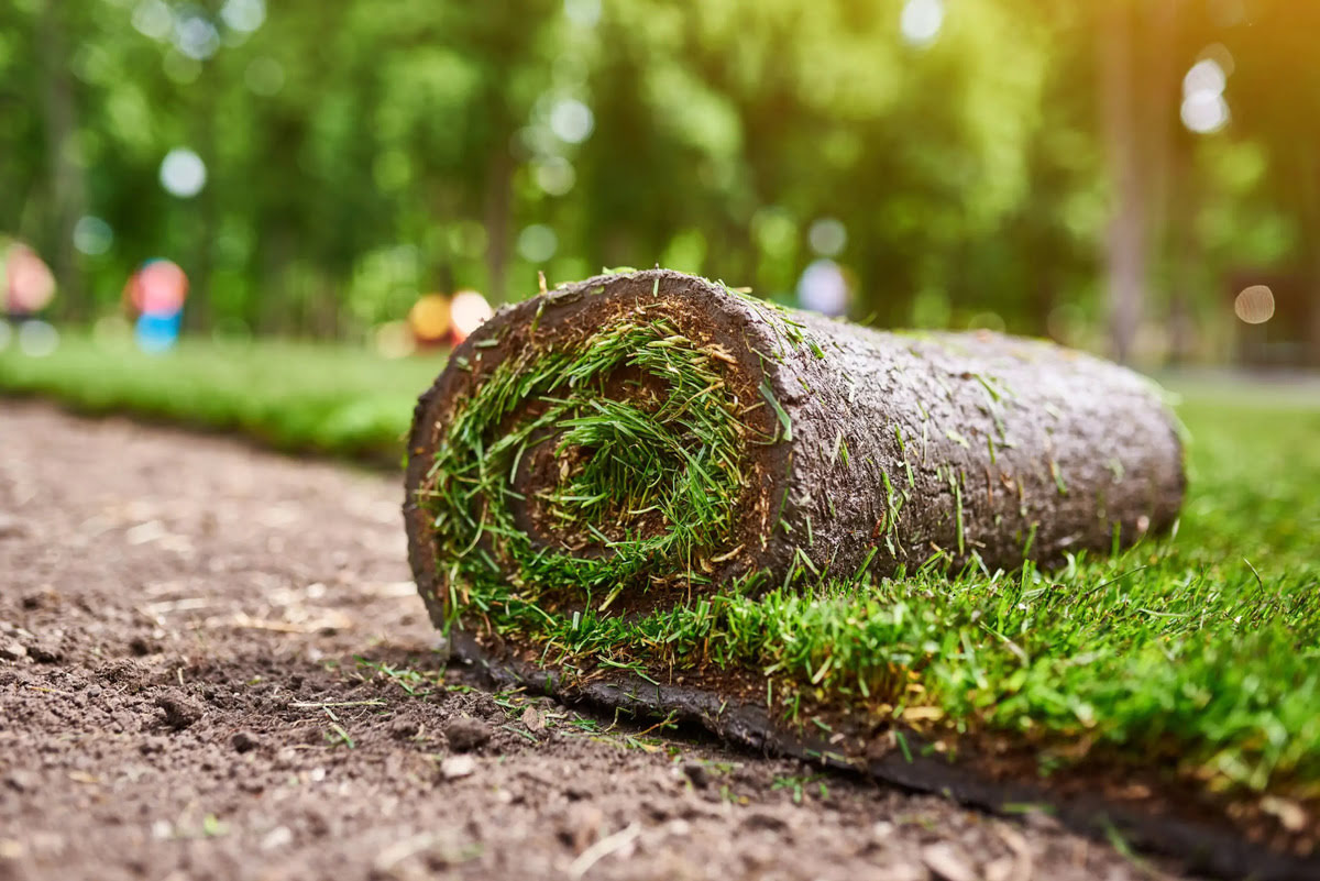 How Long Does It Take For Grass To Root Storables How Long Does It Take For Grass To Root Storables